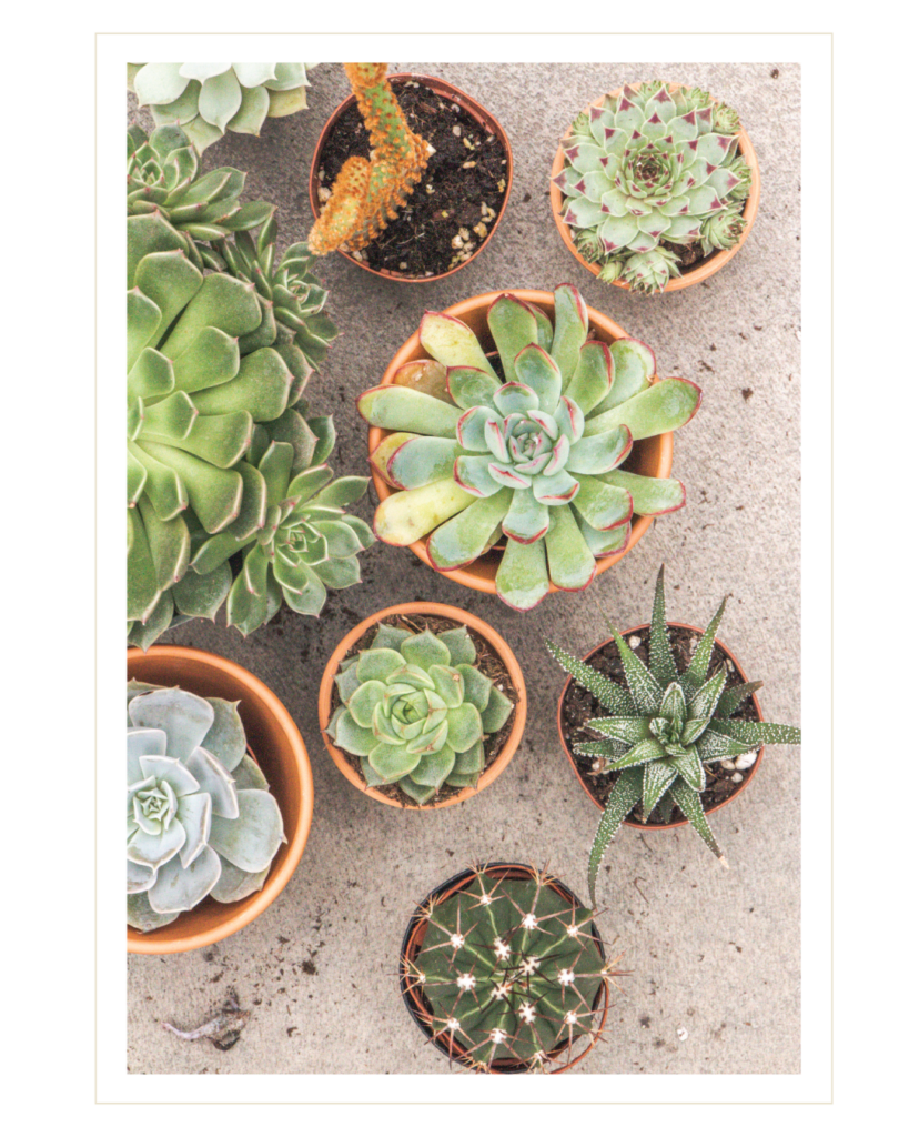 Event | "Basic Succulent Care" Greenhouse Talk - Briggs Garden & Home