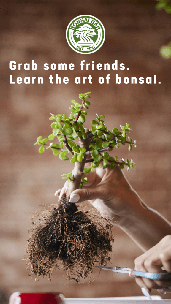 Workshop | Bonsai Bar - Briggs Garden & Home