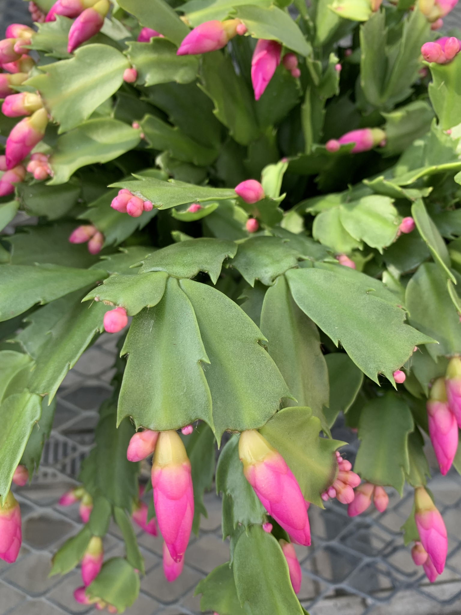 Identifying Holiday Cactus Types - Briggs Garden & Home