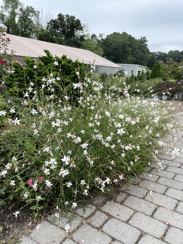 What's In Our Garden - Briggs Garden & Home