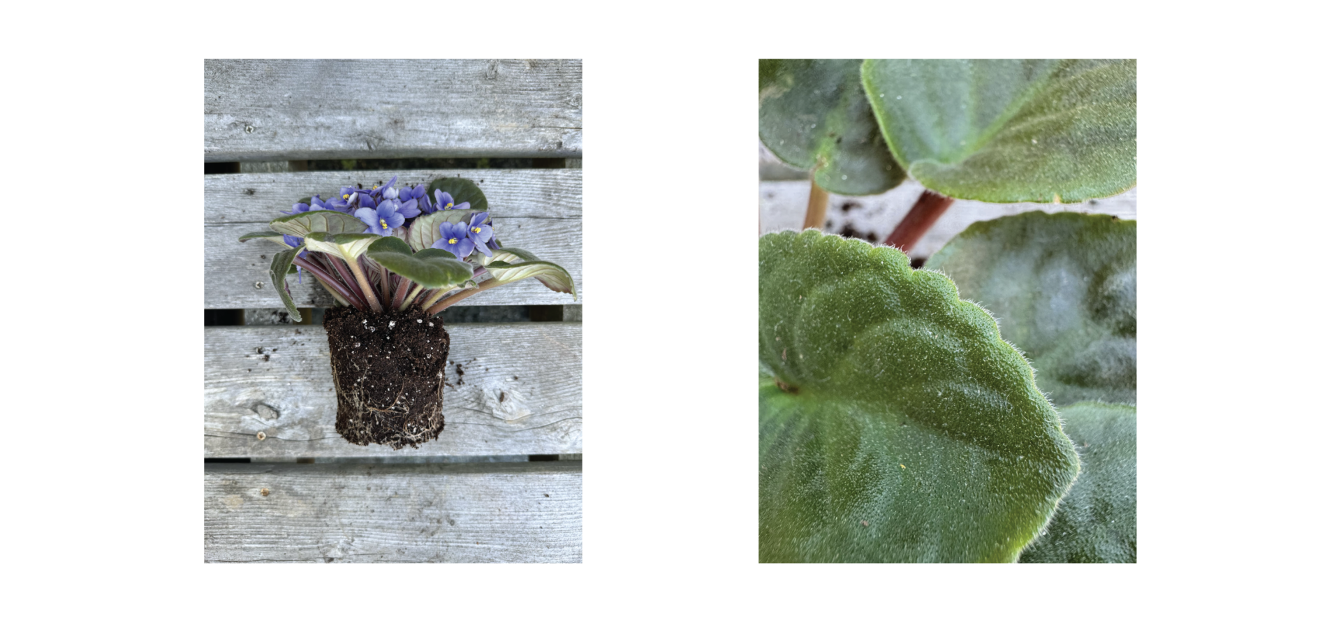 African Violet - Briggs Garden & Home