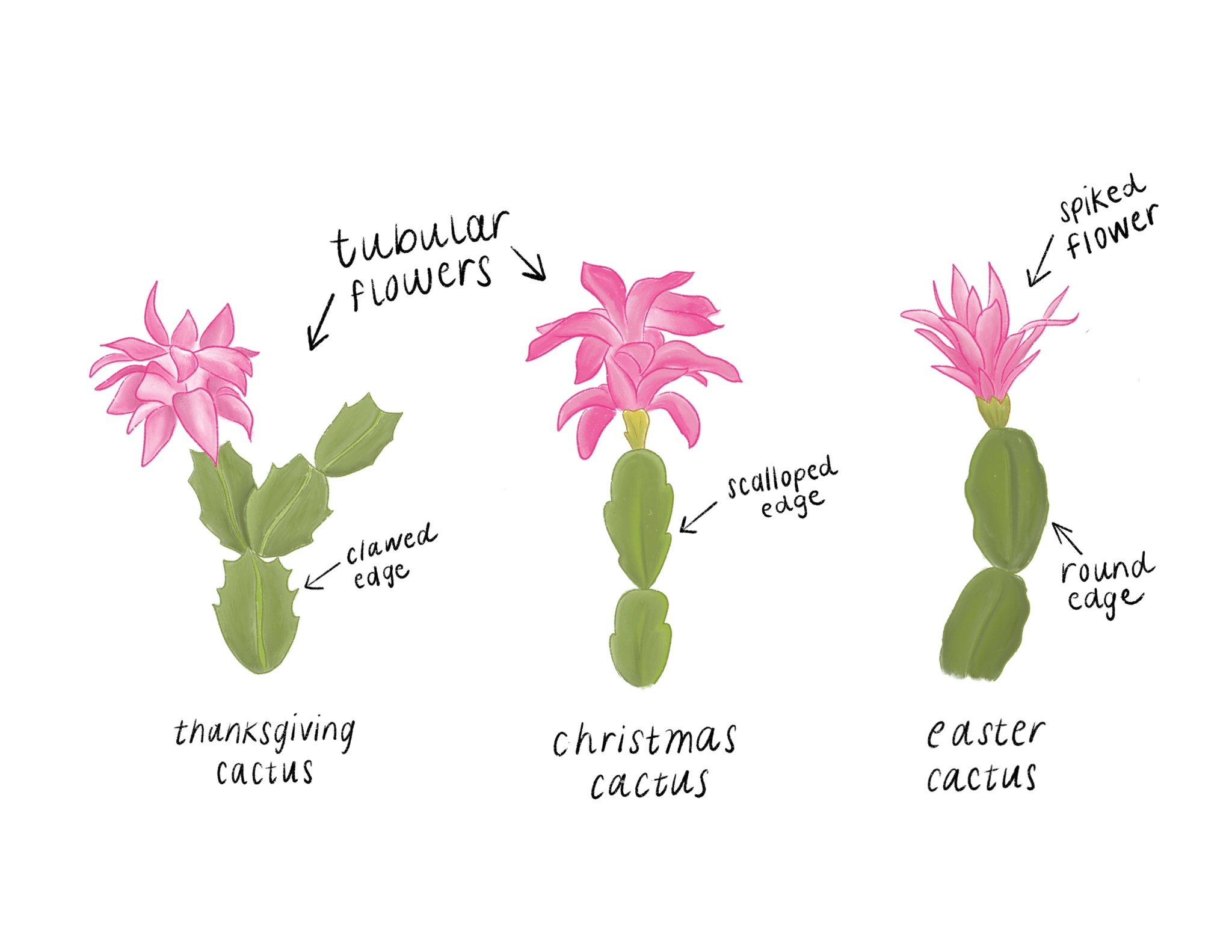 Identifying Holiday Cactus Types - Briggs Garden & Home
