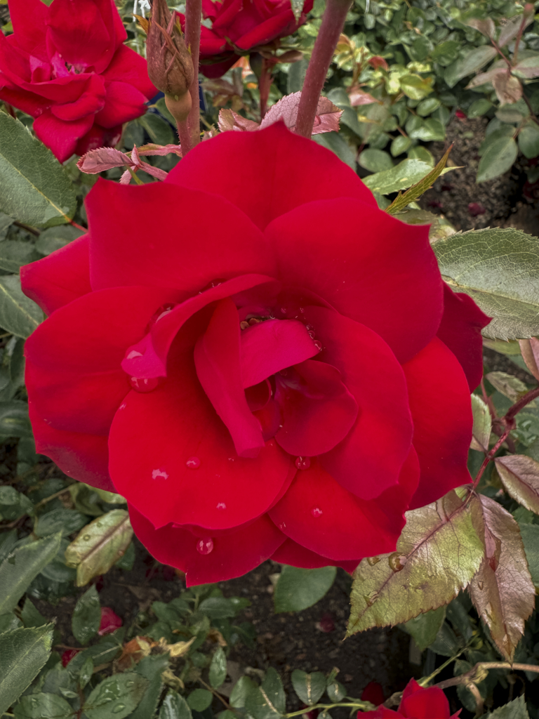 Rose - Briggs Garden & Home